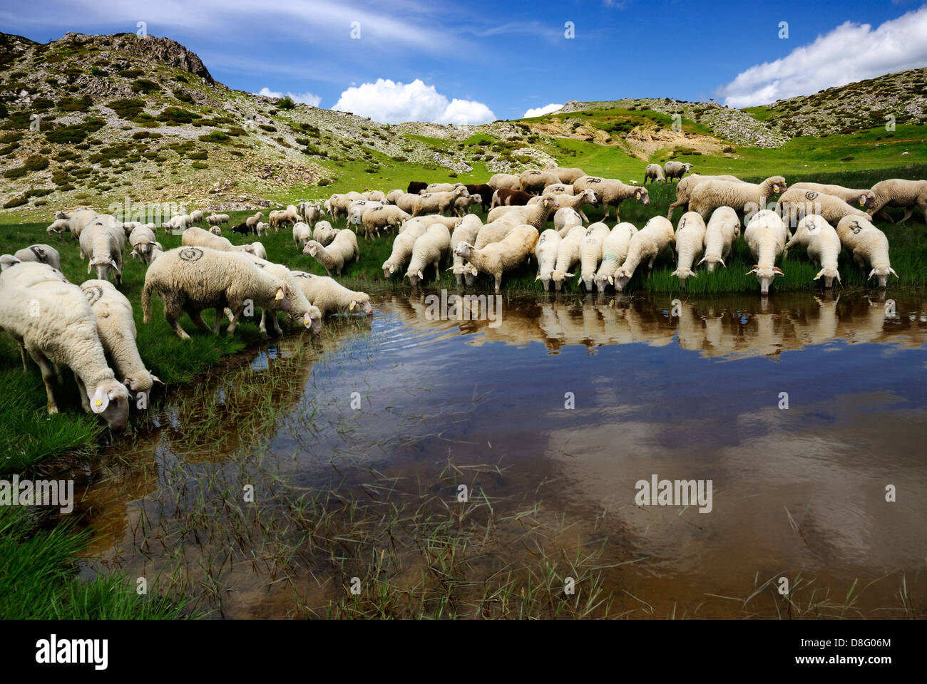 Drinking water sheep hi-res stock photography and images - Alamy