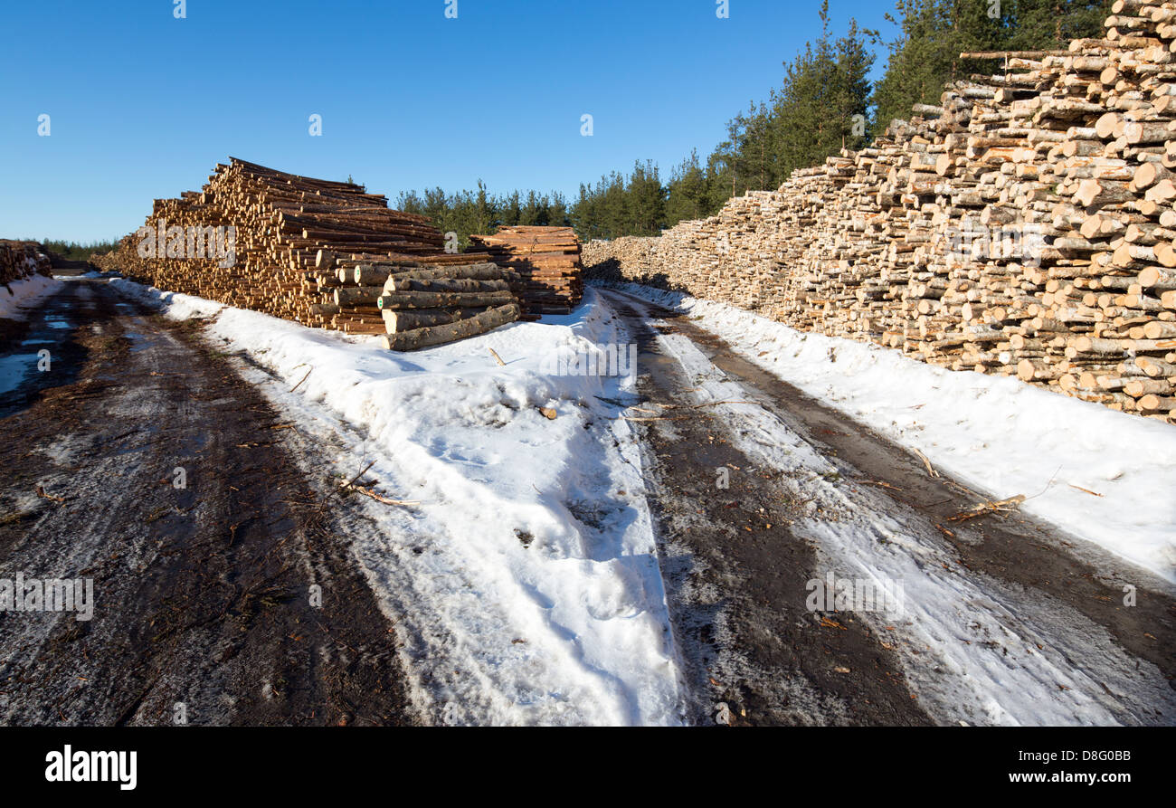 Empty logging roads lined with long pile of birch ( betula ) logs ...