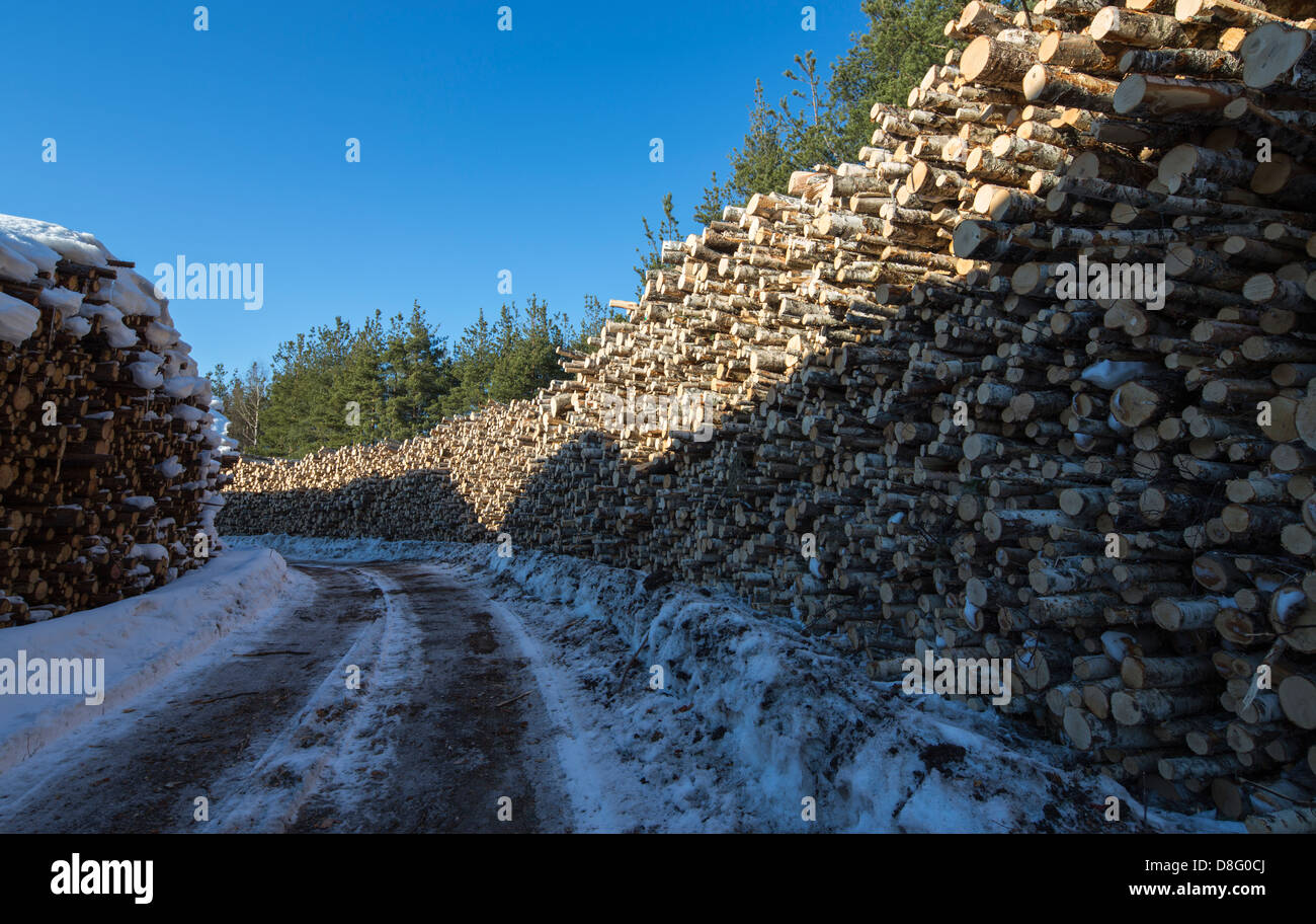 Logging road lined with long pile of birch ( betula ) logs , Finland ...