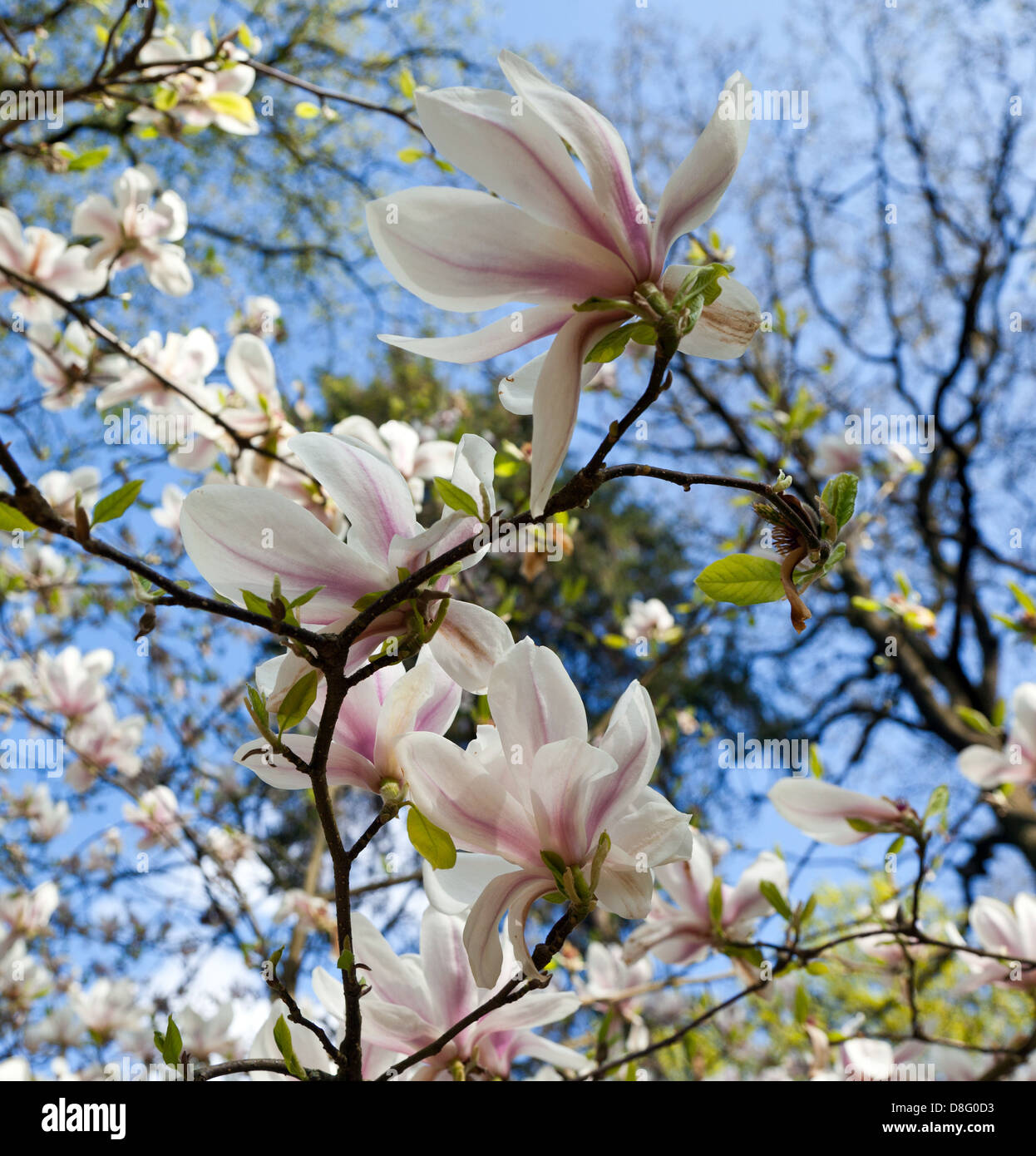 Spring Flowers Isabella Plantation Richmond Park Siurrey UK Stock Photo ...
