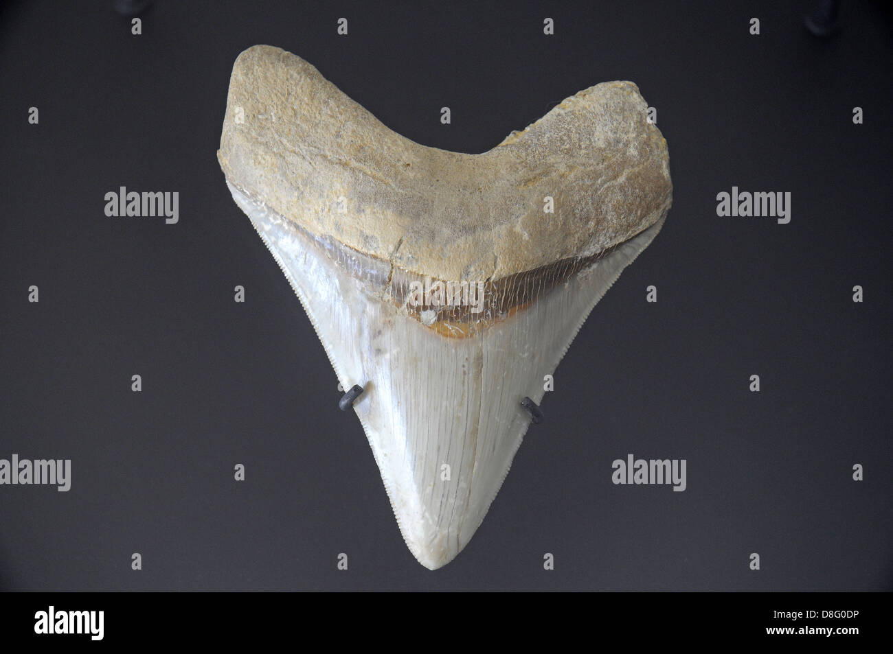 Historical shark tooth Stock Photo - Alamy