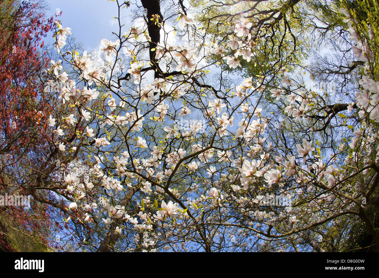 Spring Flowers Isabella Plantation Richmond Park Surrey UK Stock Photo ...
