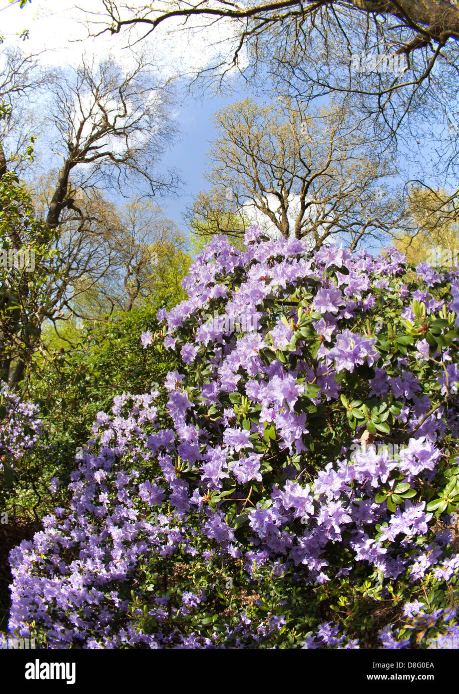 Spring Flowers Isabella Plantation Richmond Park Surrey UK Stock Photo ...