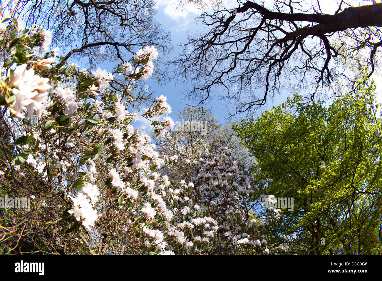 Spring Flowers Isabella Plantation Richmond Park Siurrey UK Stock Photo ...