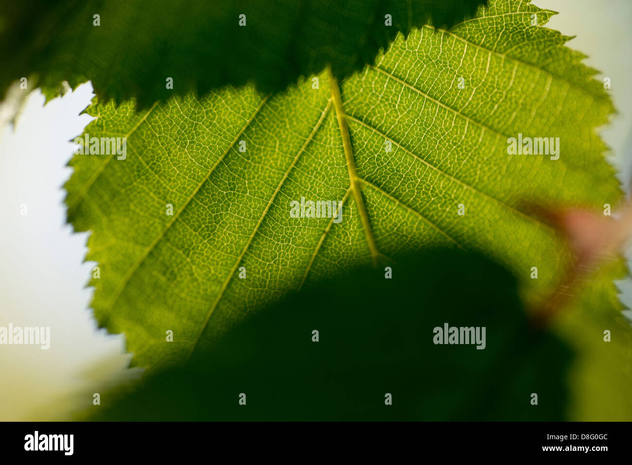 Woodland edges hi-res stock photography and images - Alamy