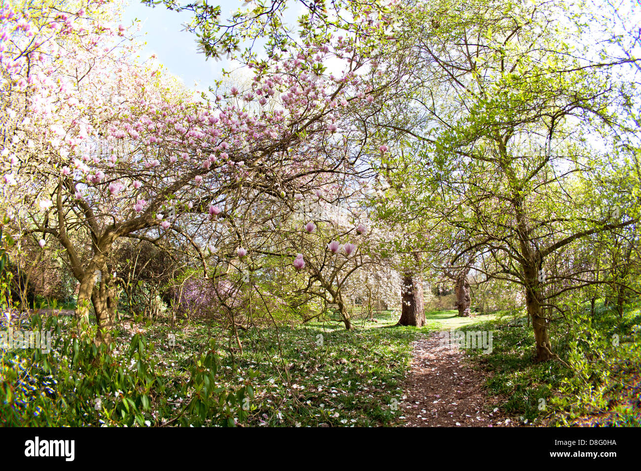 Spring Flowers Isabella Plantation Richmond Park Siurrey UK Stock Photo ...