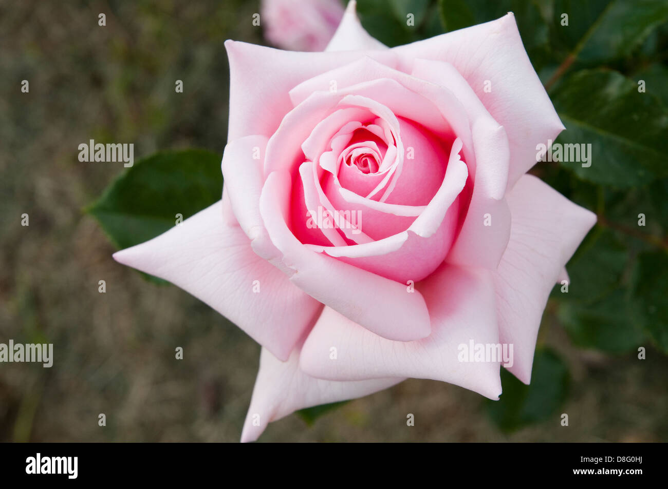 Pink rose. Close view Stock Photo - Alamy