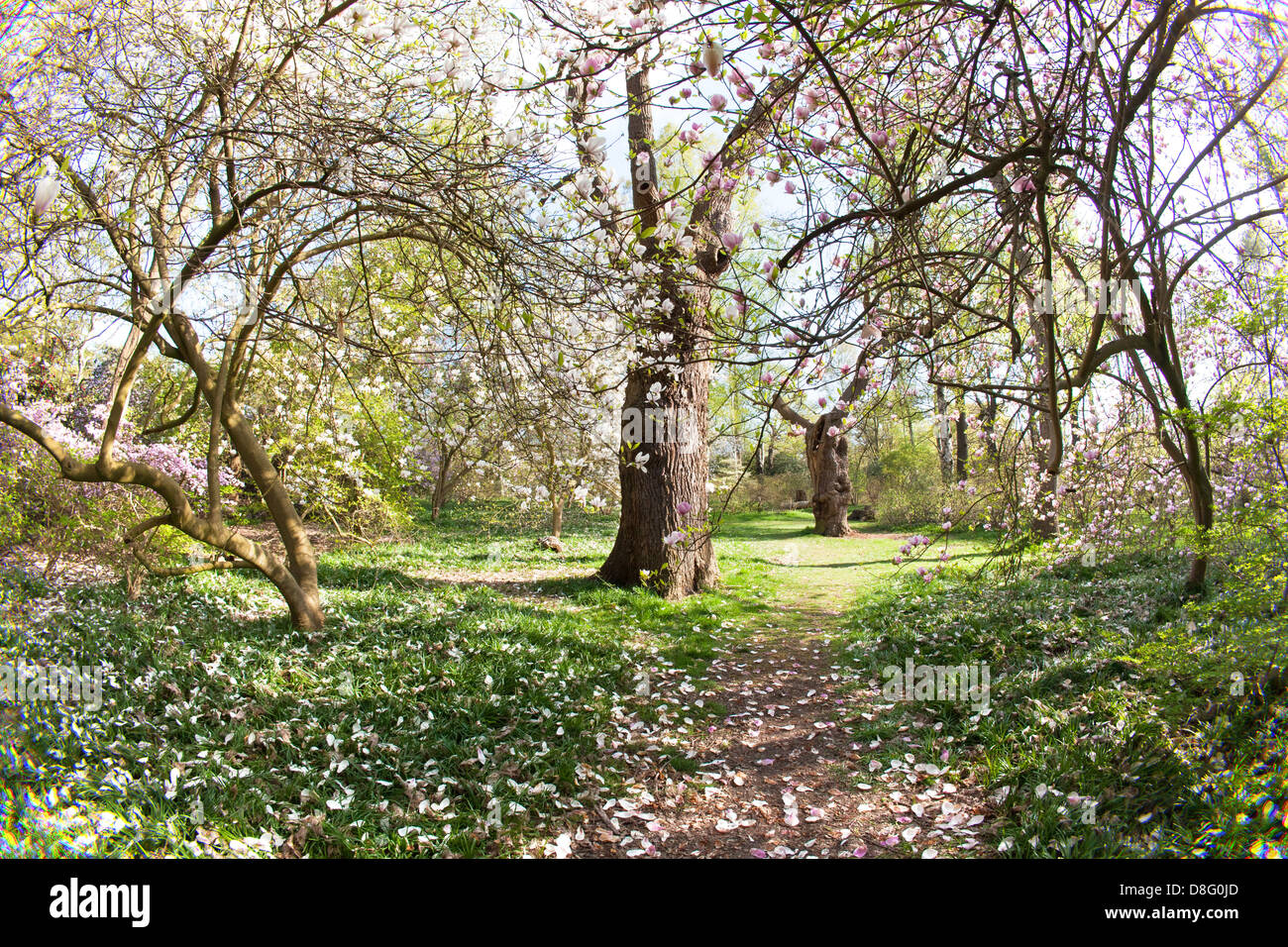 Spring Flowers Isabella Plantation Richmond Park Siurrey UK Stock Photo ...