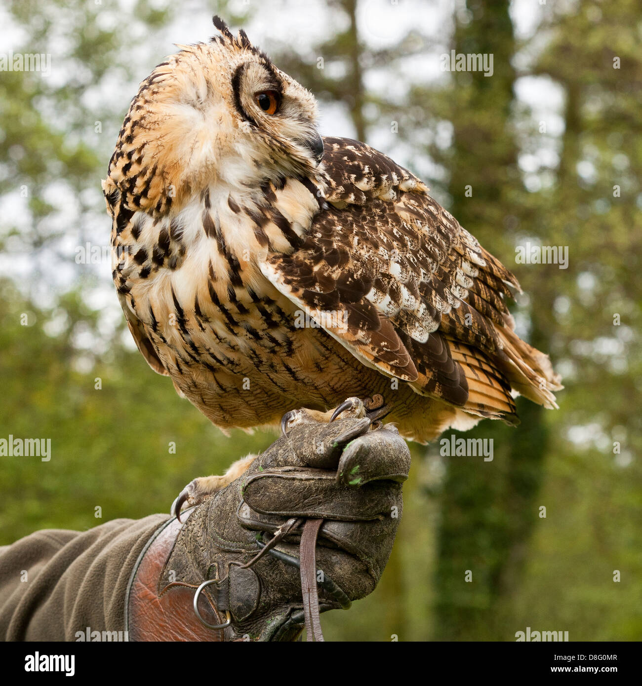 Long-eared Owl Asio otus Stock Photo - Alamy