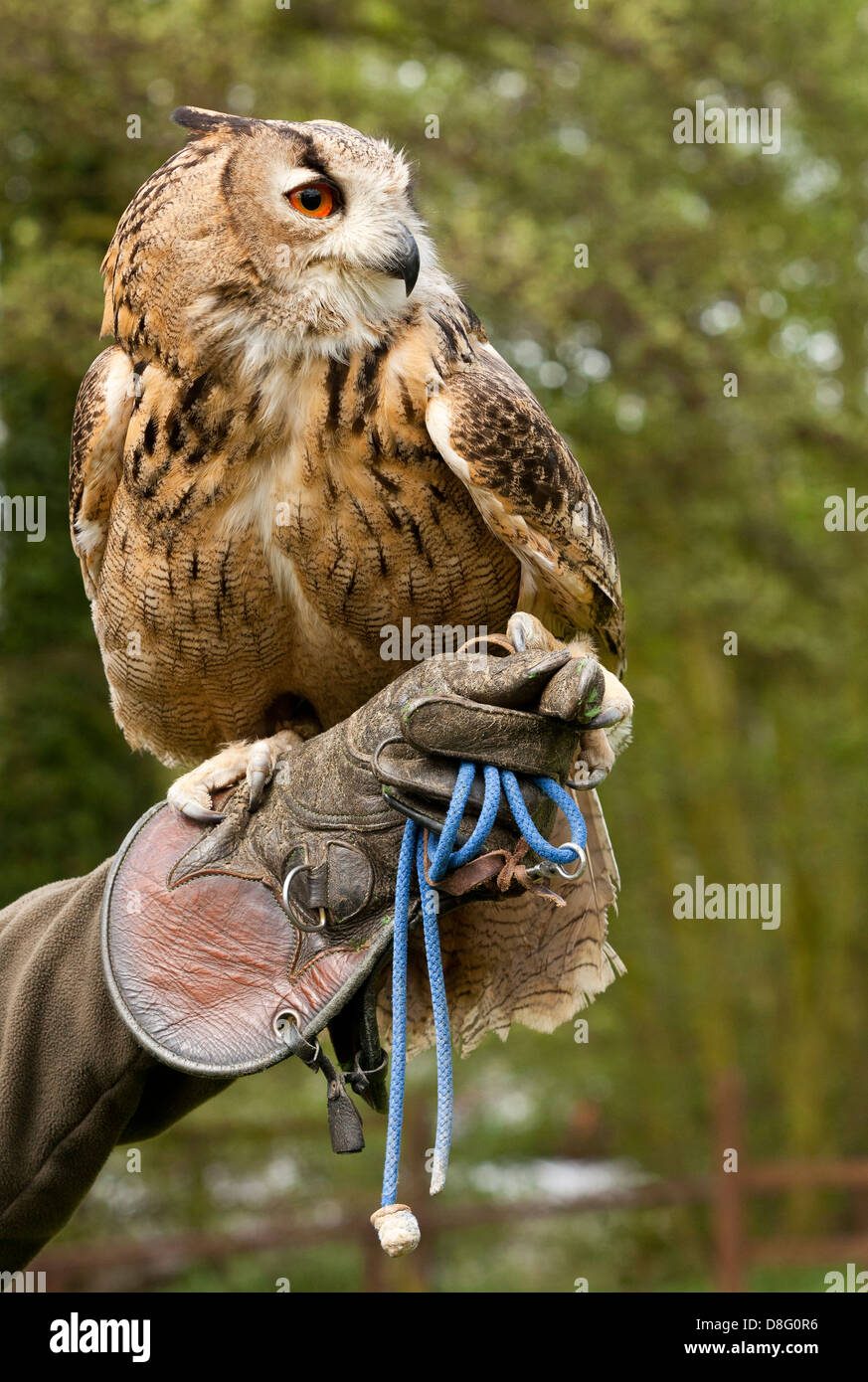 Long-eared Owl Asio otus Stock Photo - Alamy