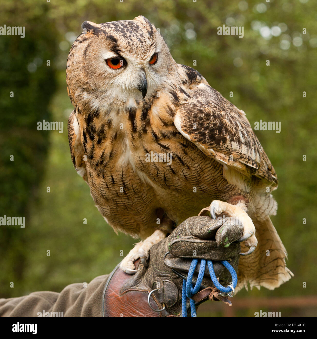 Long-eared Owl Asio otus Stock Photo - Alamy