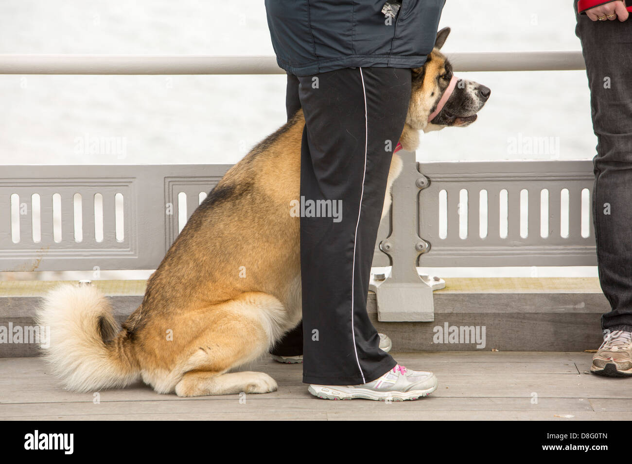 A dog and owner Stock Photo - Alamy
