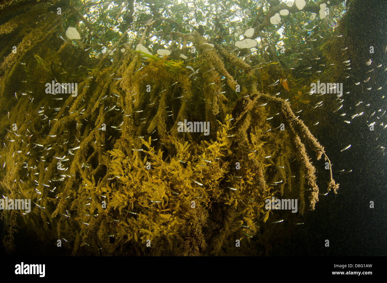 Mangrove habitat fish underwater hi-res stock photography and images ...