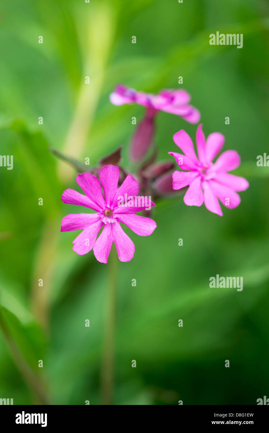 Silene dioica. Red Campion. Wildflower Stock Photo - Alamy