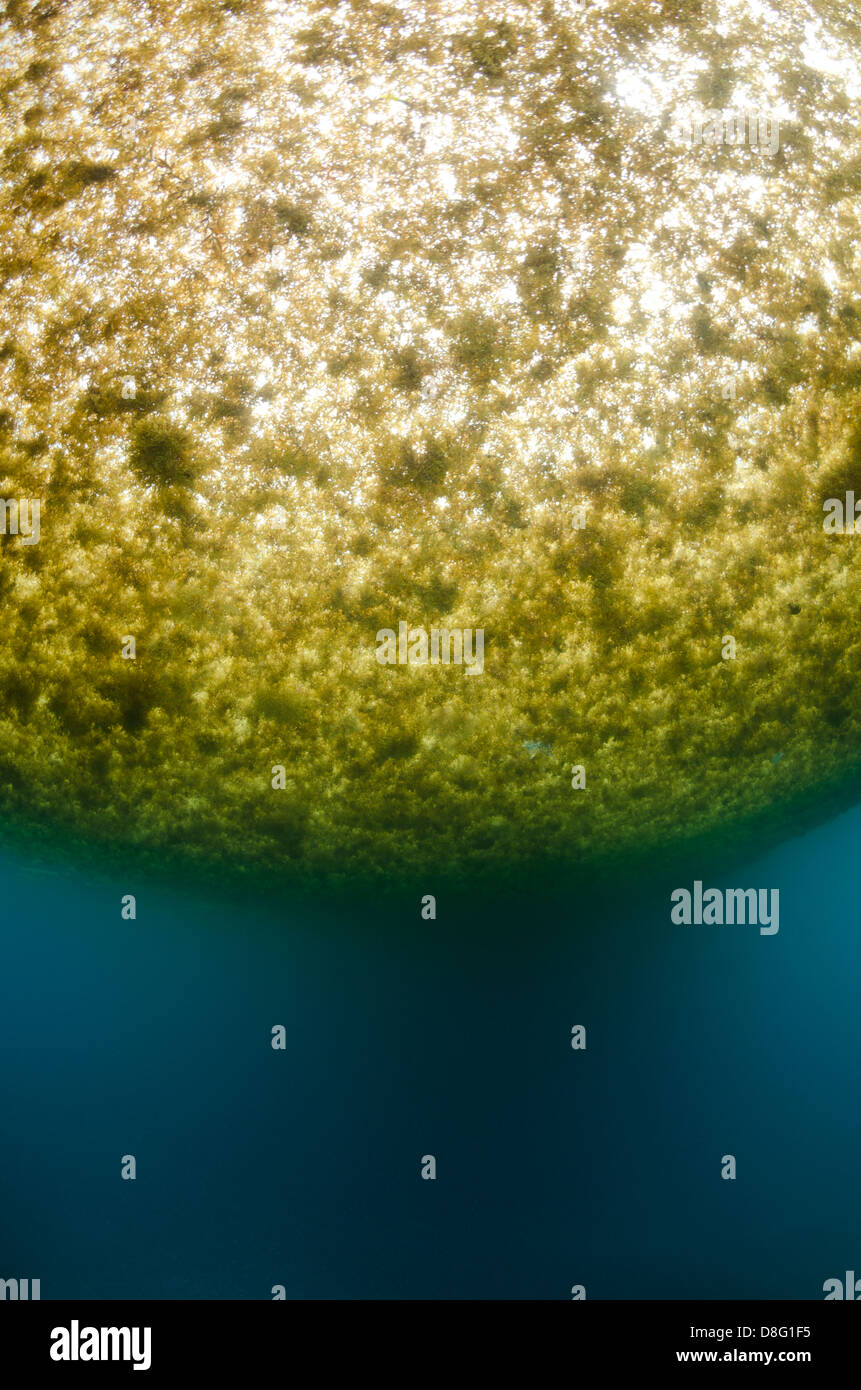 Sargassum weed line from below near Key Largo, Florida Stock Photo - Alamy
