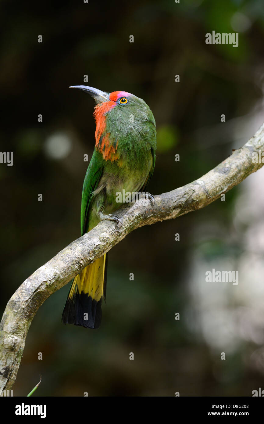 beautiful male Red-bearded Bee-eater (Nyctyornis amictus) with insect ...