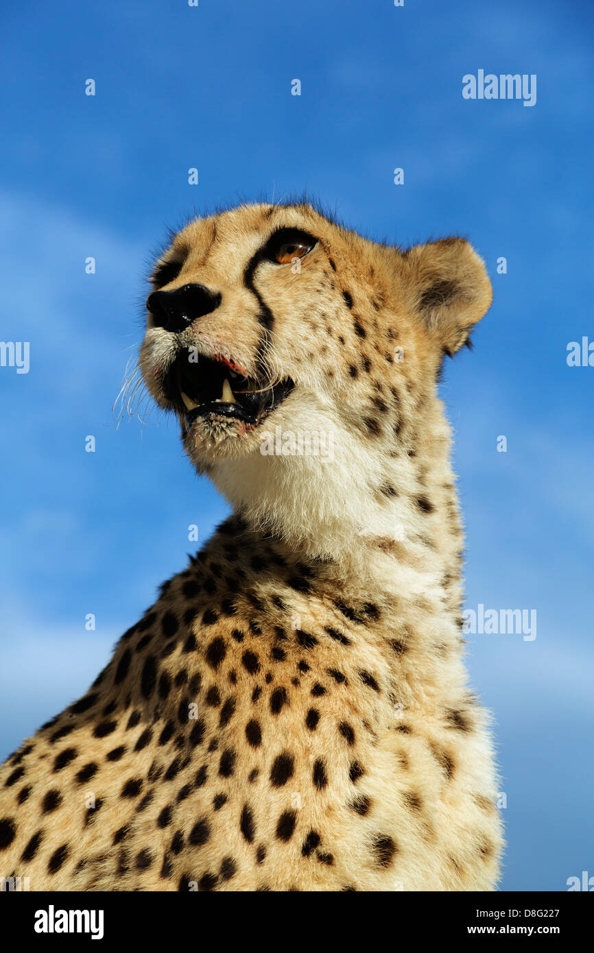 Portrait of female Cheetah(Acinonyx jubatus).South Africa Stock Photo ...