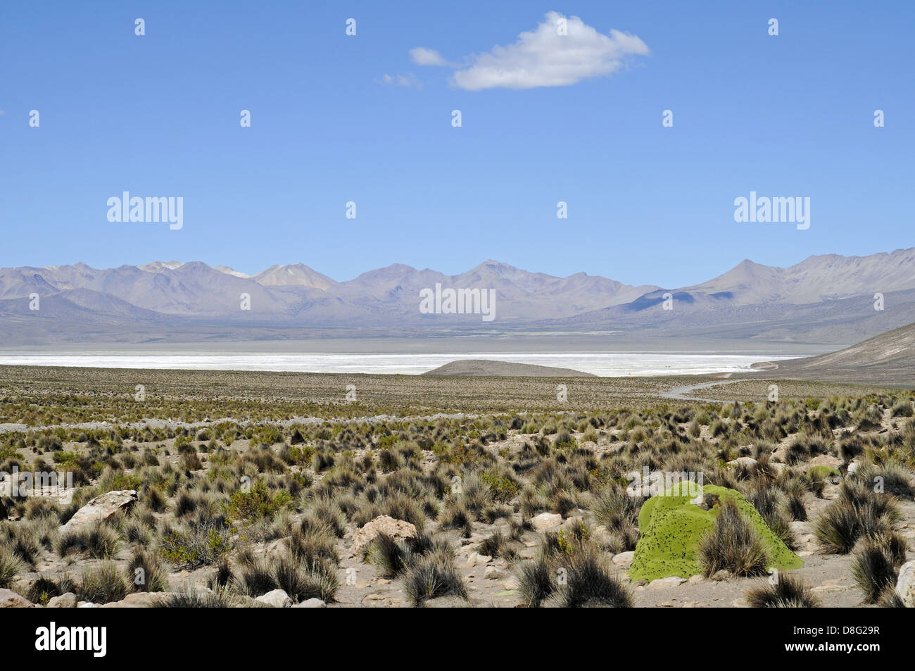 Yareta plants hi-res stock photography and images - Alamy