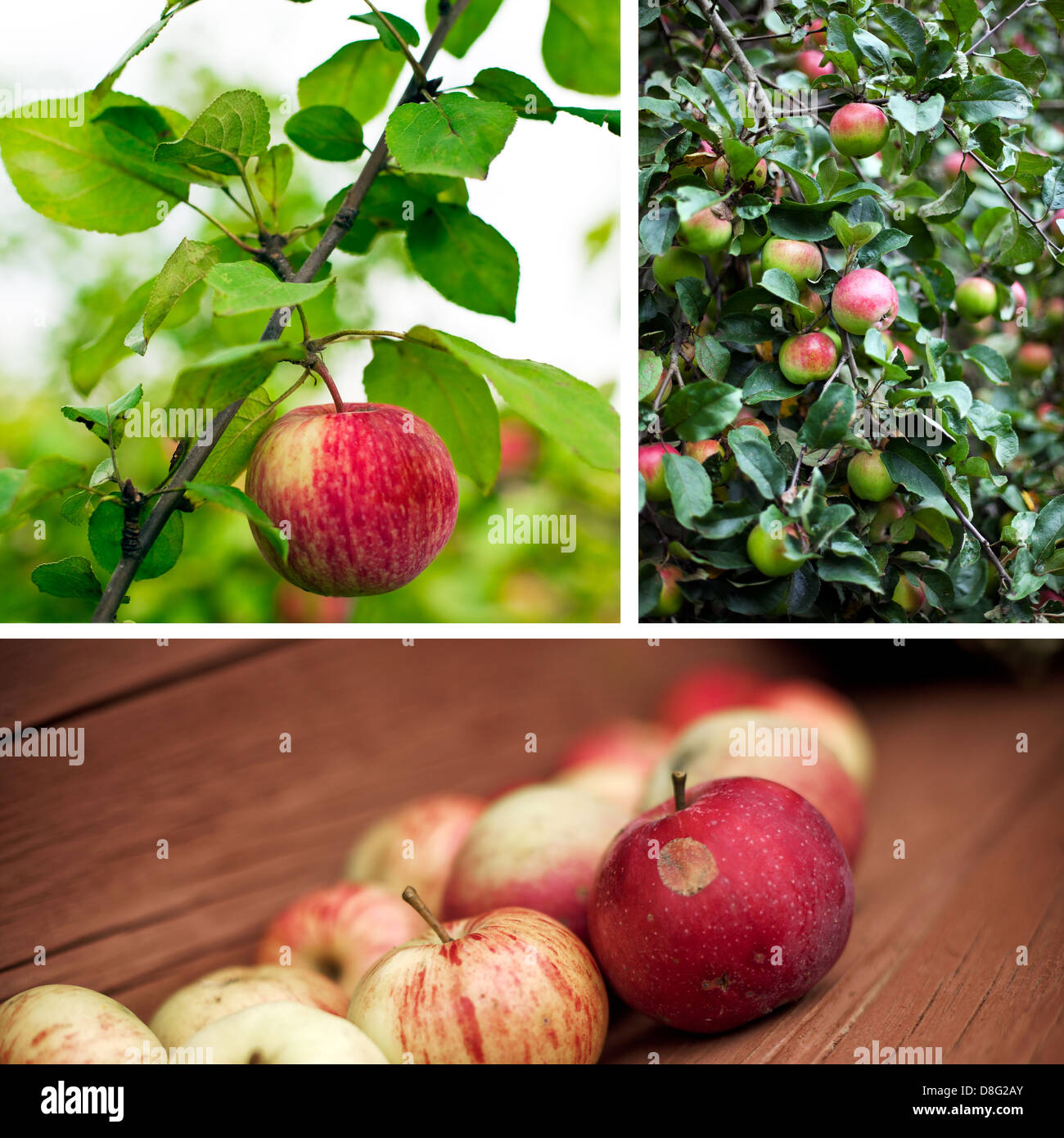 Collage with Apple trees and Ripe picked fruits Stock Photo - Alamy
