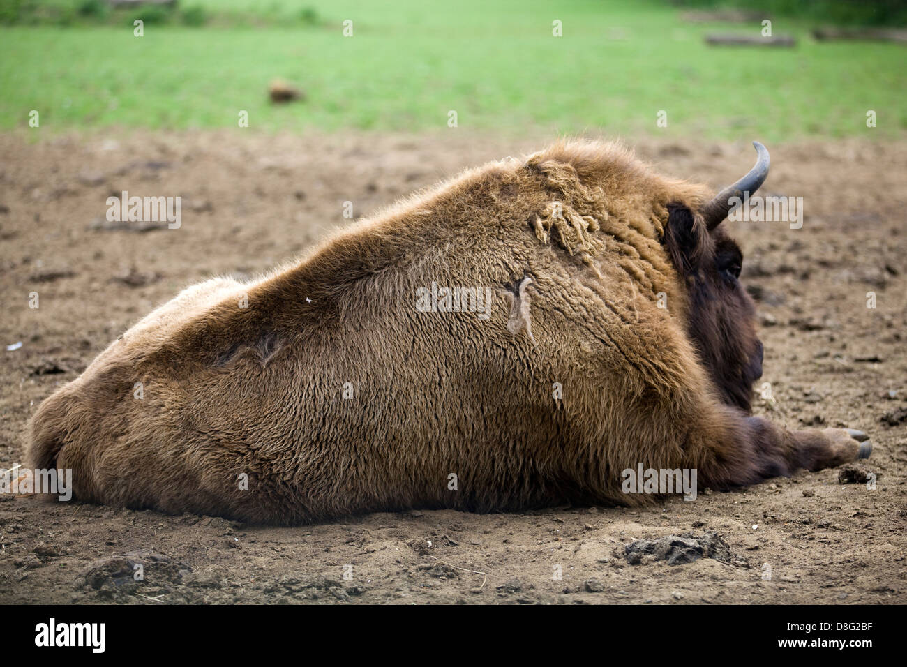 Heaviest surviving wild land animal in europe hi-res stock photography ...