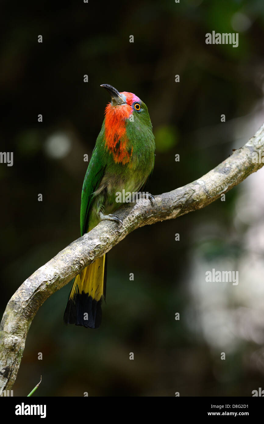 Red bearded bee eater hi-res stock photography and images - Alamy