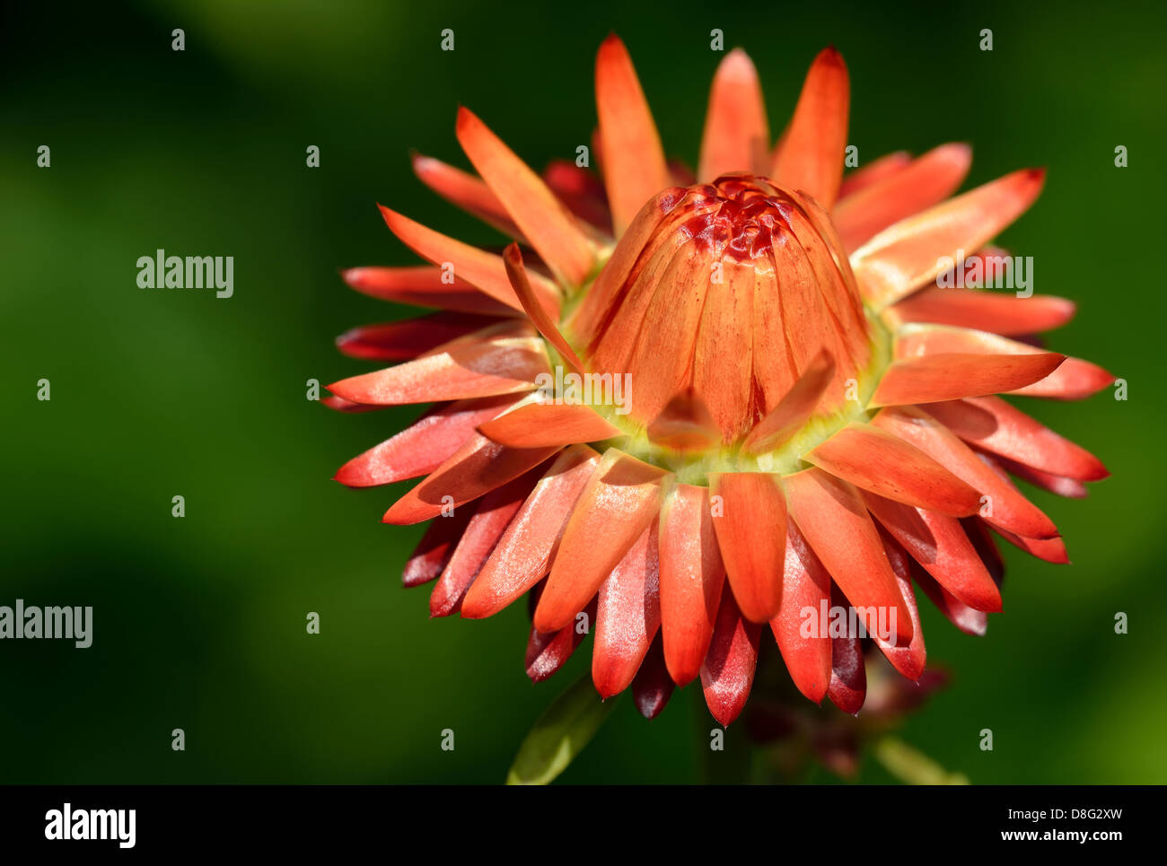 Flower strawflower bracteantha bracteata hi-res stock photography and ...