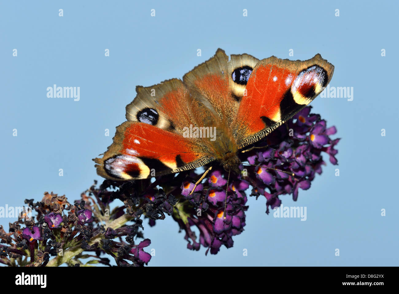 Schmetterling insekt inachis io hi-res stock photography and images - Alamy