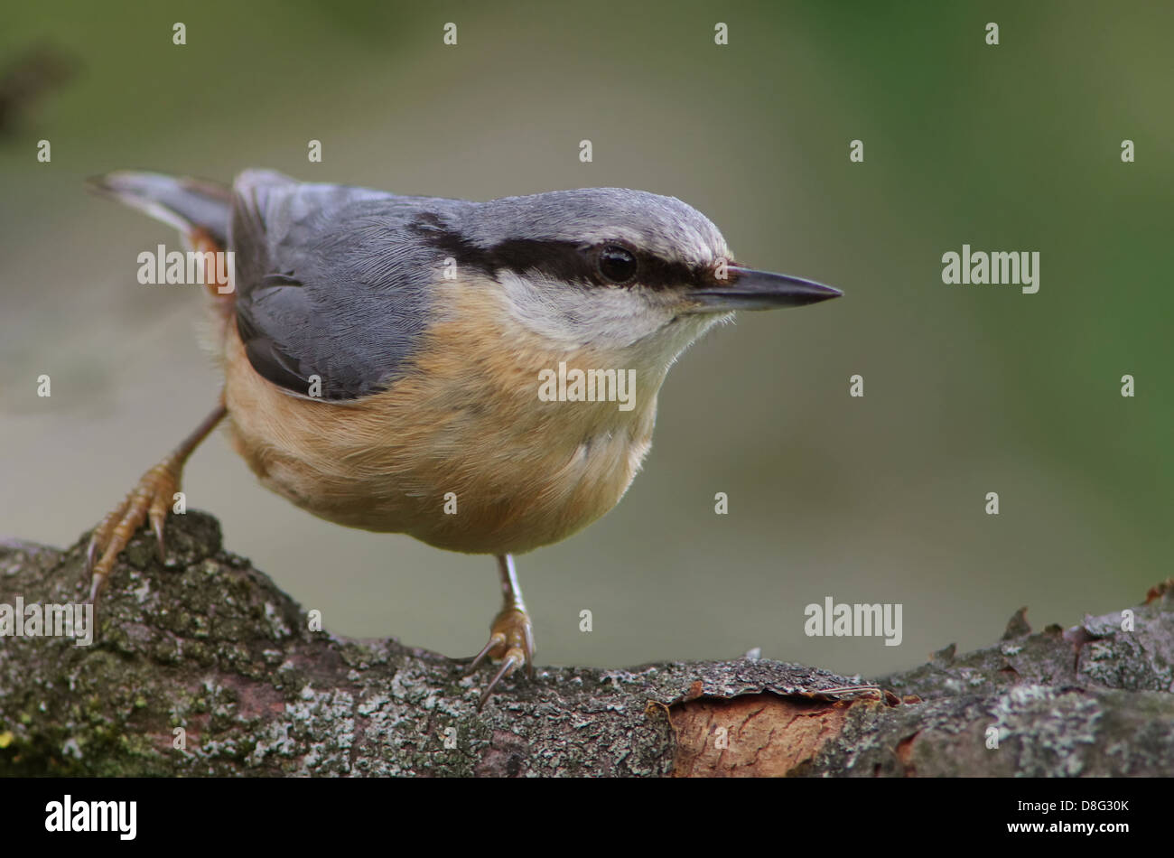 Close up tiny eurasian nuthatch hi-res stock photography and images - Alamy