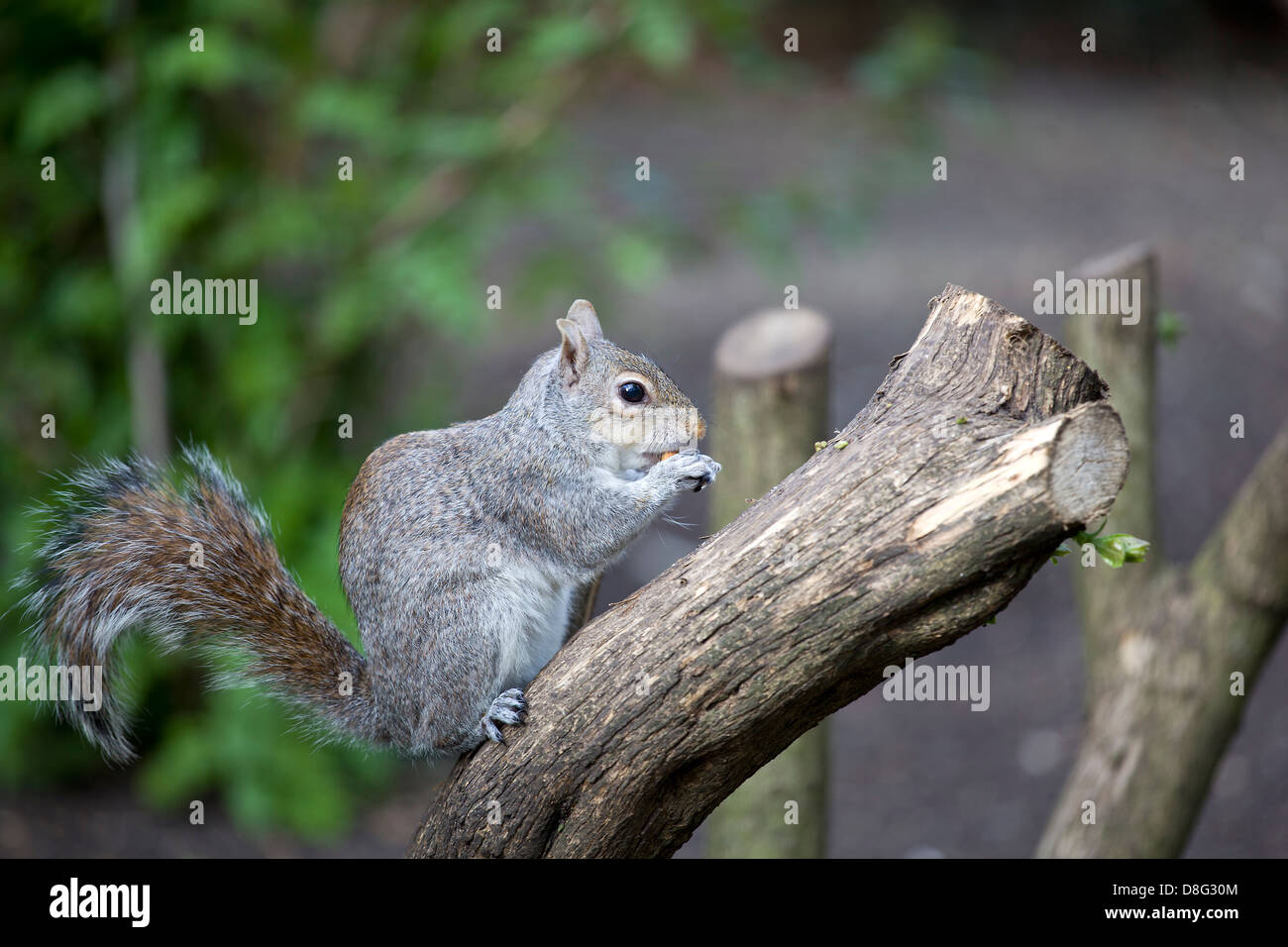 A squirrel munching on a nut on a tree branch Stock Photo - Alamy