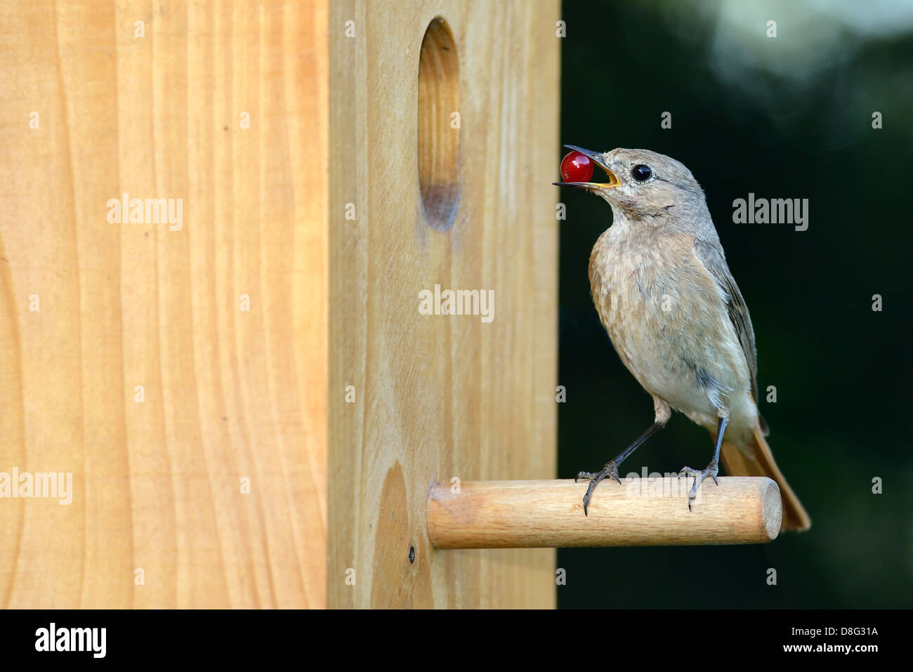 Black redstart at nest box hi-res stock photography and images - Alamy