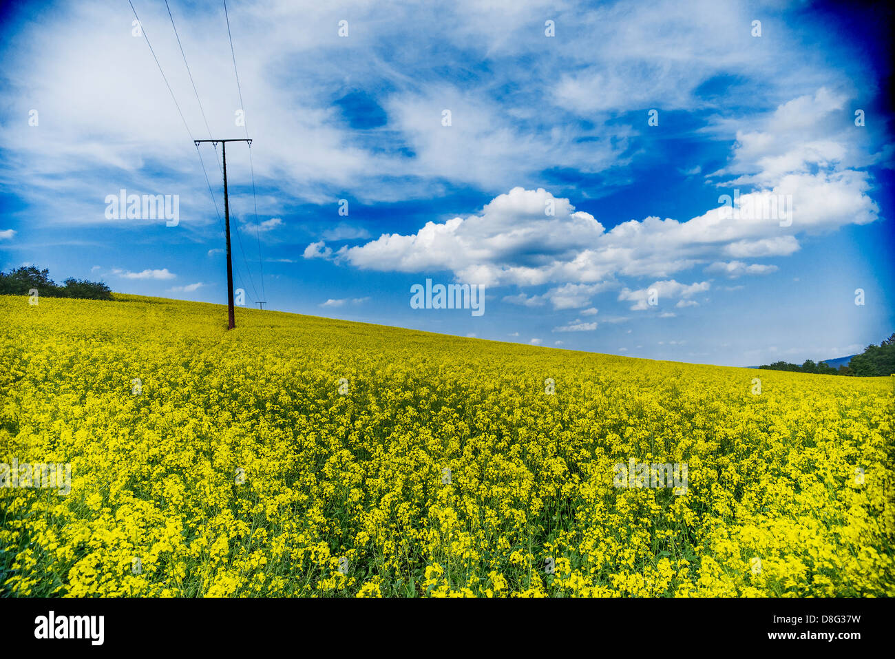 Raps field hi-res stock photography and images - Alamy