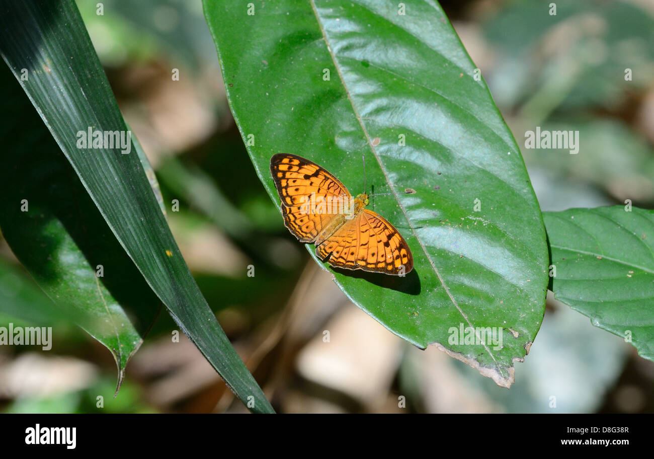 beautiful Small Leopard butterfly (Phalanta alcippe) on green leaf ...