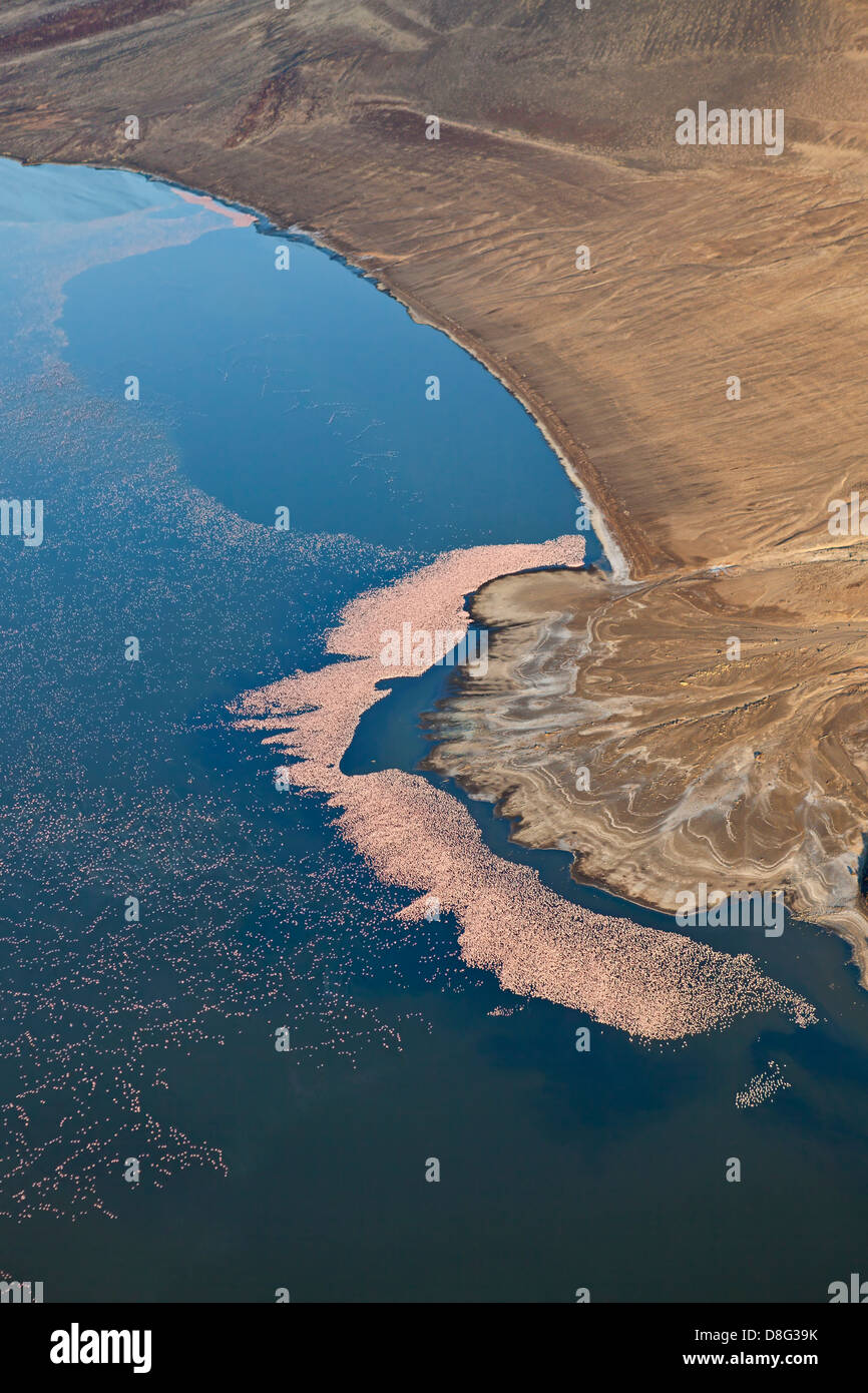 Aerial view of Lesser Flamingo (Phoenicopterus minor ) flying over Lake ...