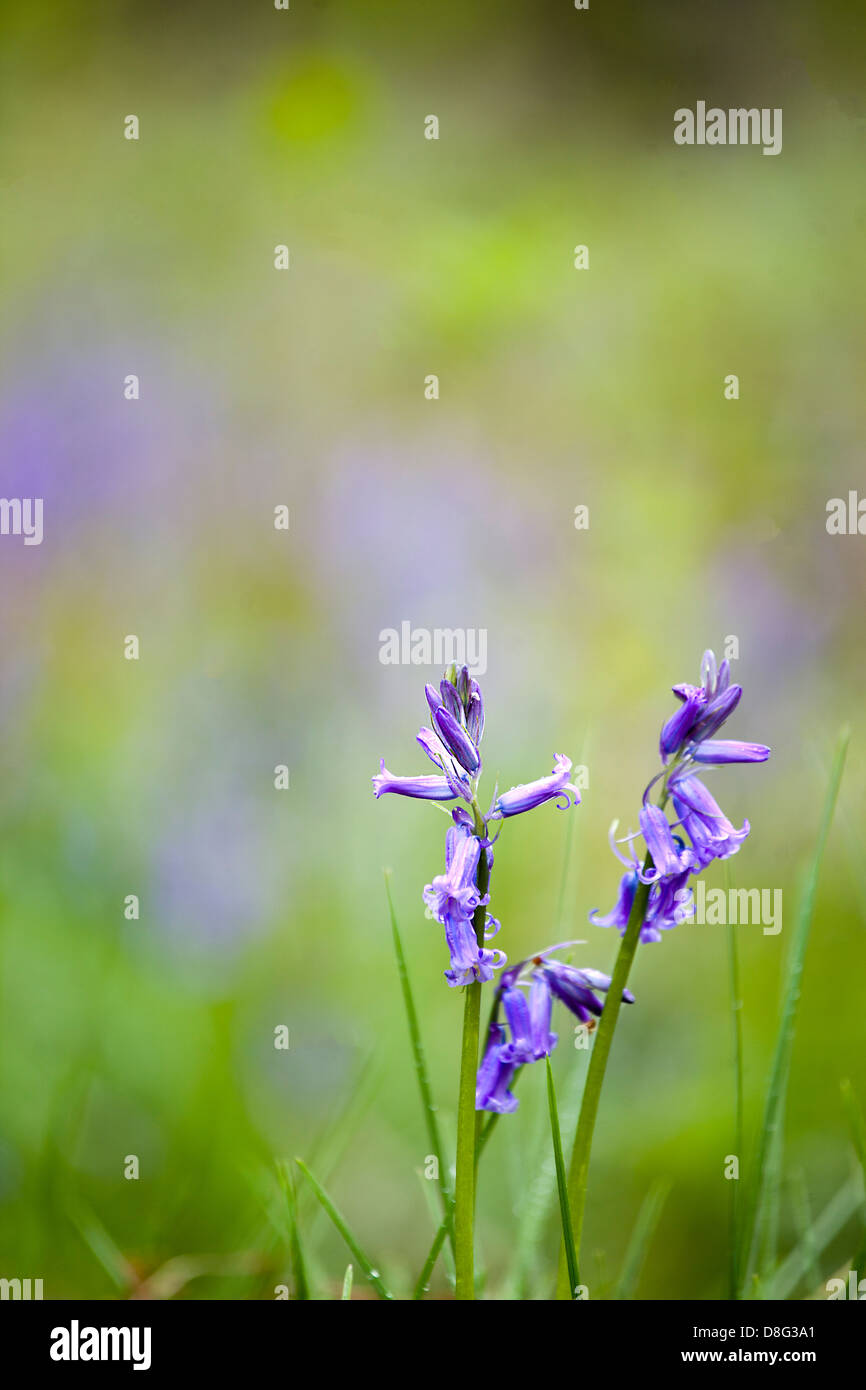 Adhesive roots hi-res stock photography and images - Alamy