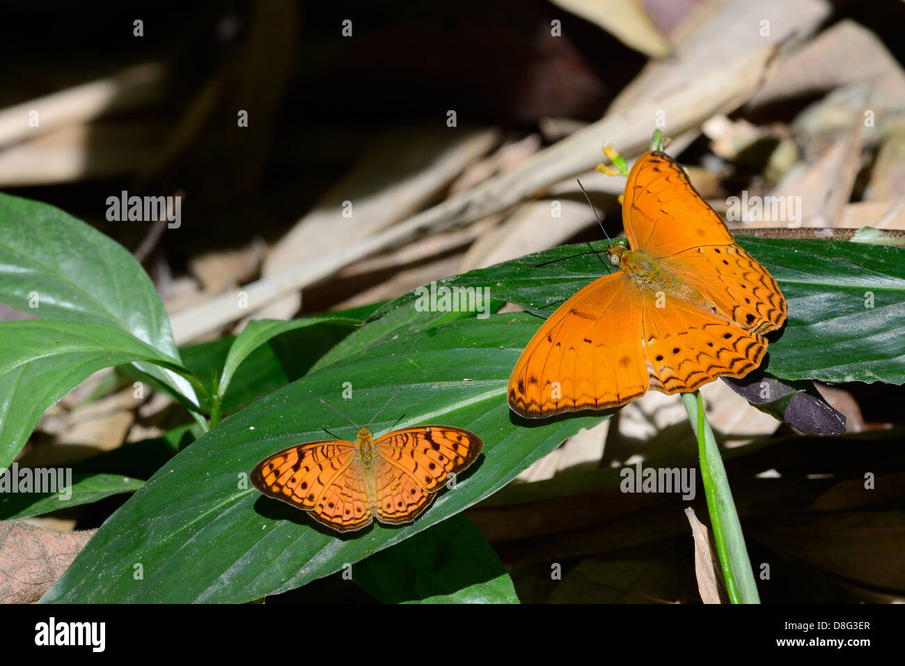 beautiful Small Leopard butterfly (Phalanta alcippe) and Common Yeoman ...