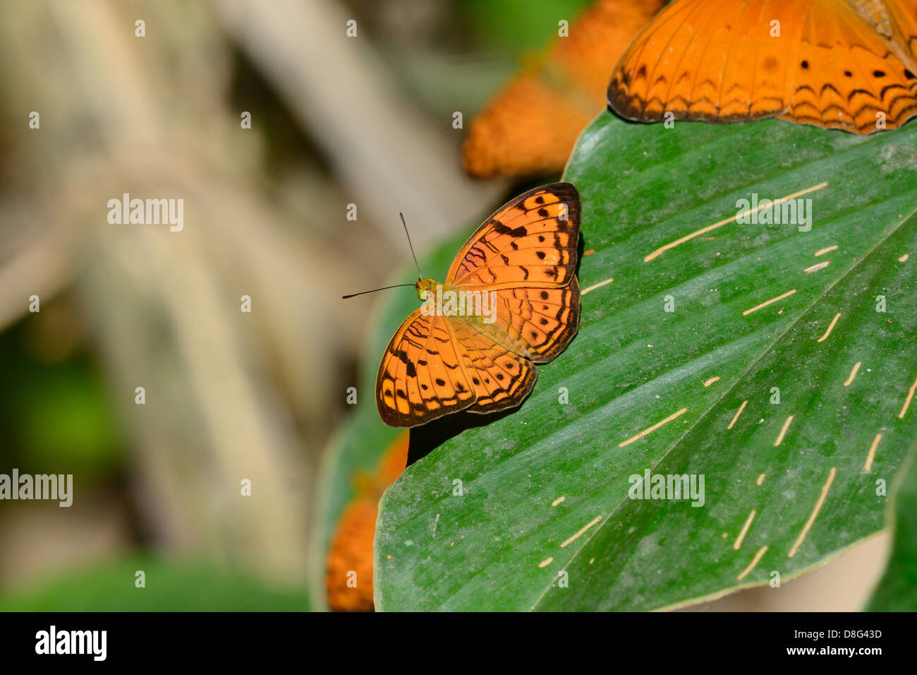Small leopard butterfly hi-res stock photography and images - Alamy