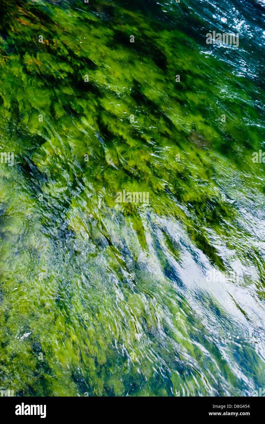 Green algae in fast flowing river Stock Photo - Alamy