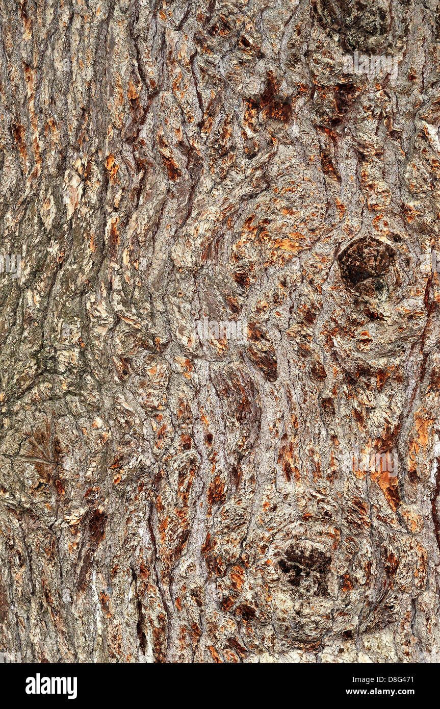 Old oak bark Stock Photo - Alamy