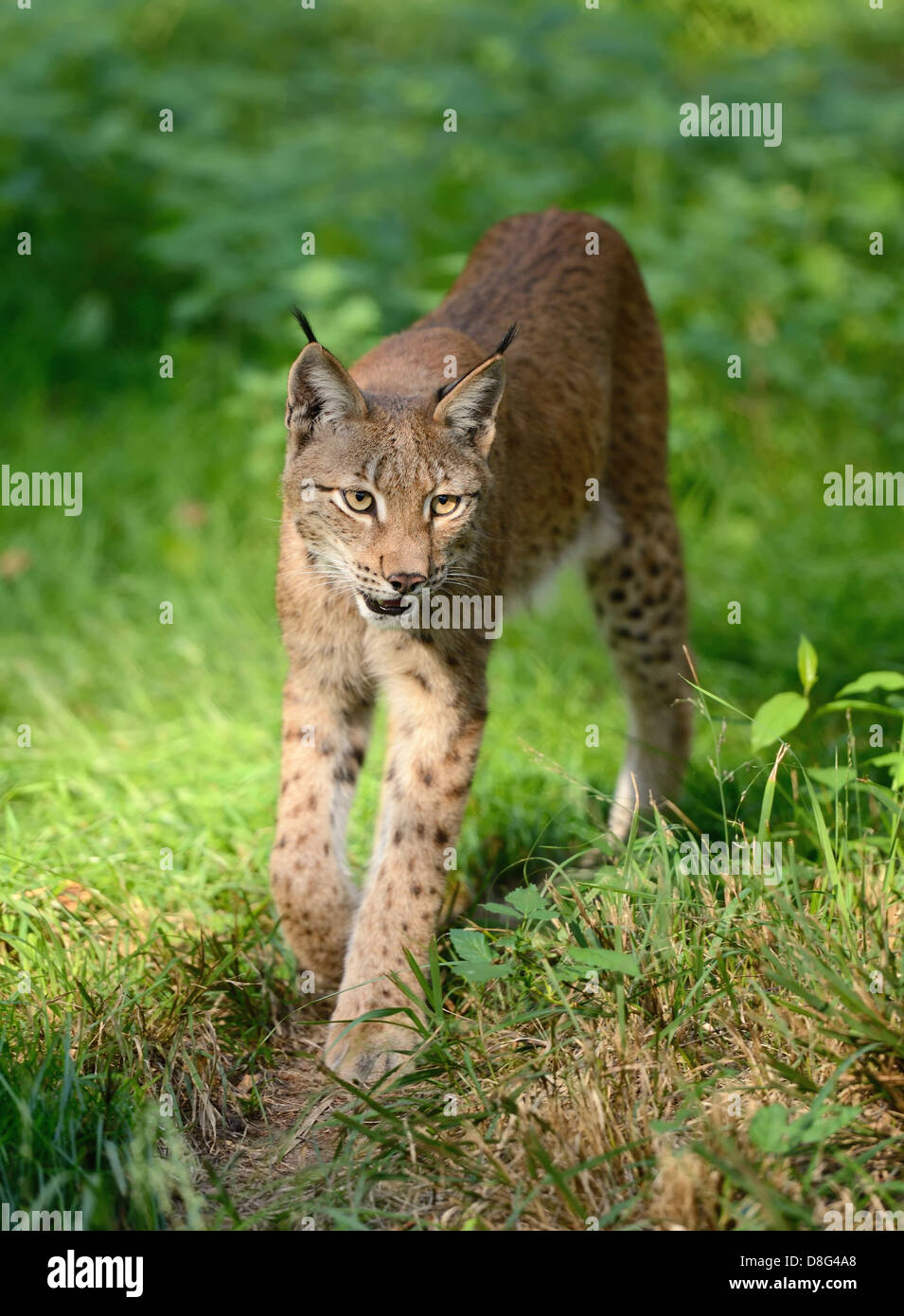 Felis luchs lynx hi-res stock photography and images - Alamy