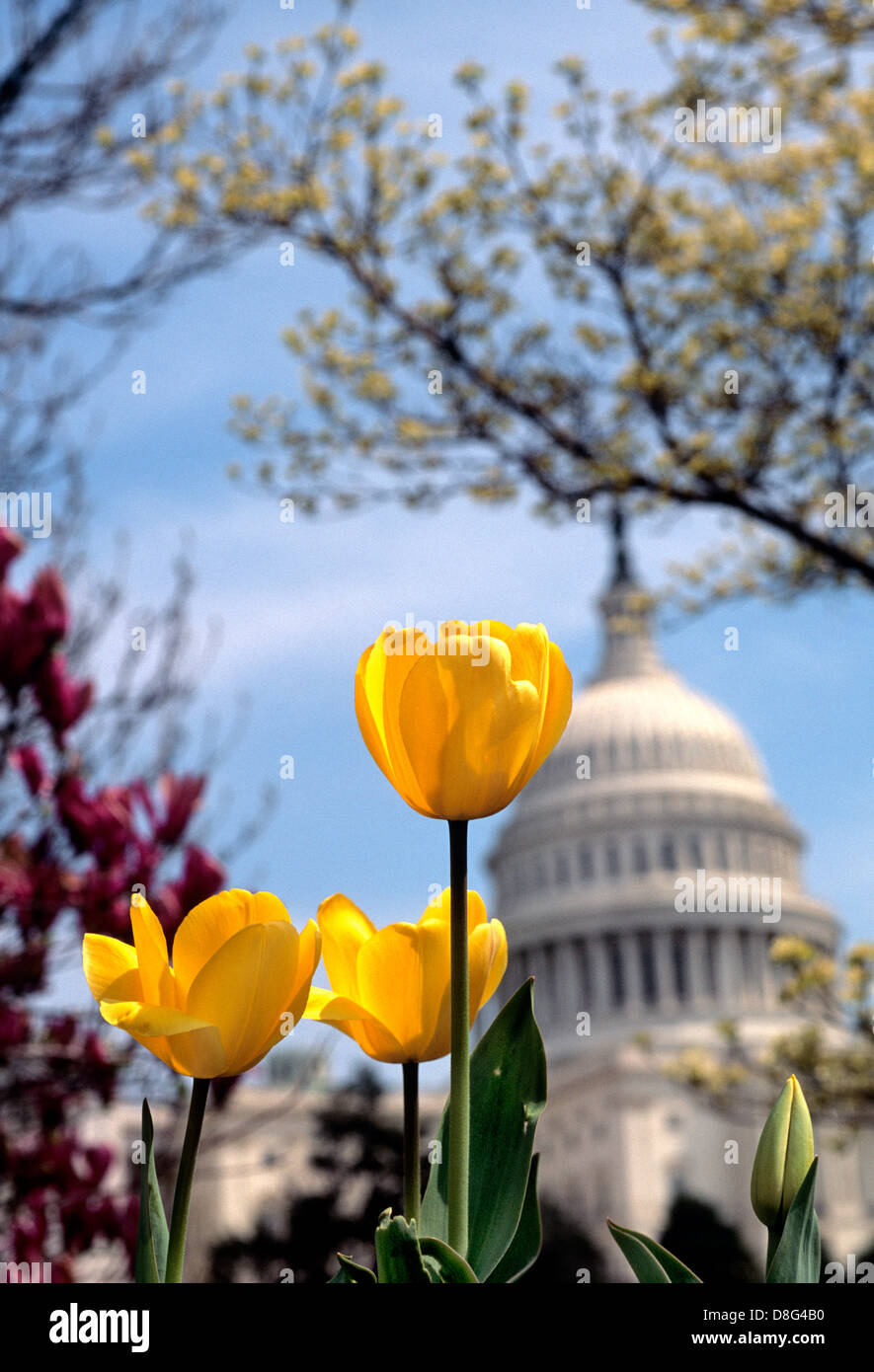 Washington DC, US Capitol building rotunda (dome) exterior in the ...