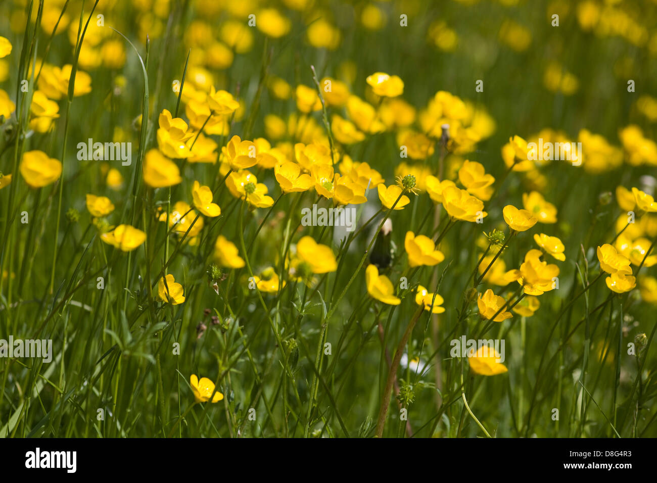 Meadow full of Buttercups Ranunculus repens Creeping Buttercup Stock ...