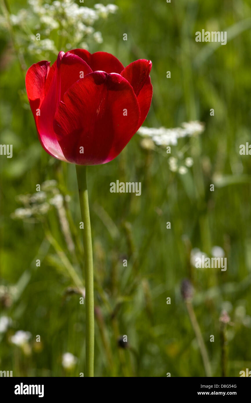 Deep red colored Tulip in a meadow of Wild Flowers Stock Photo - Alamy