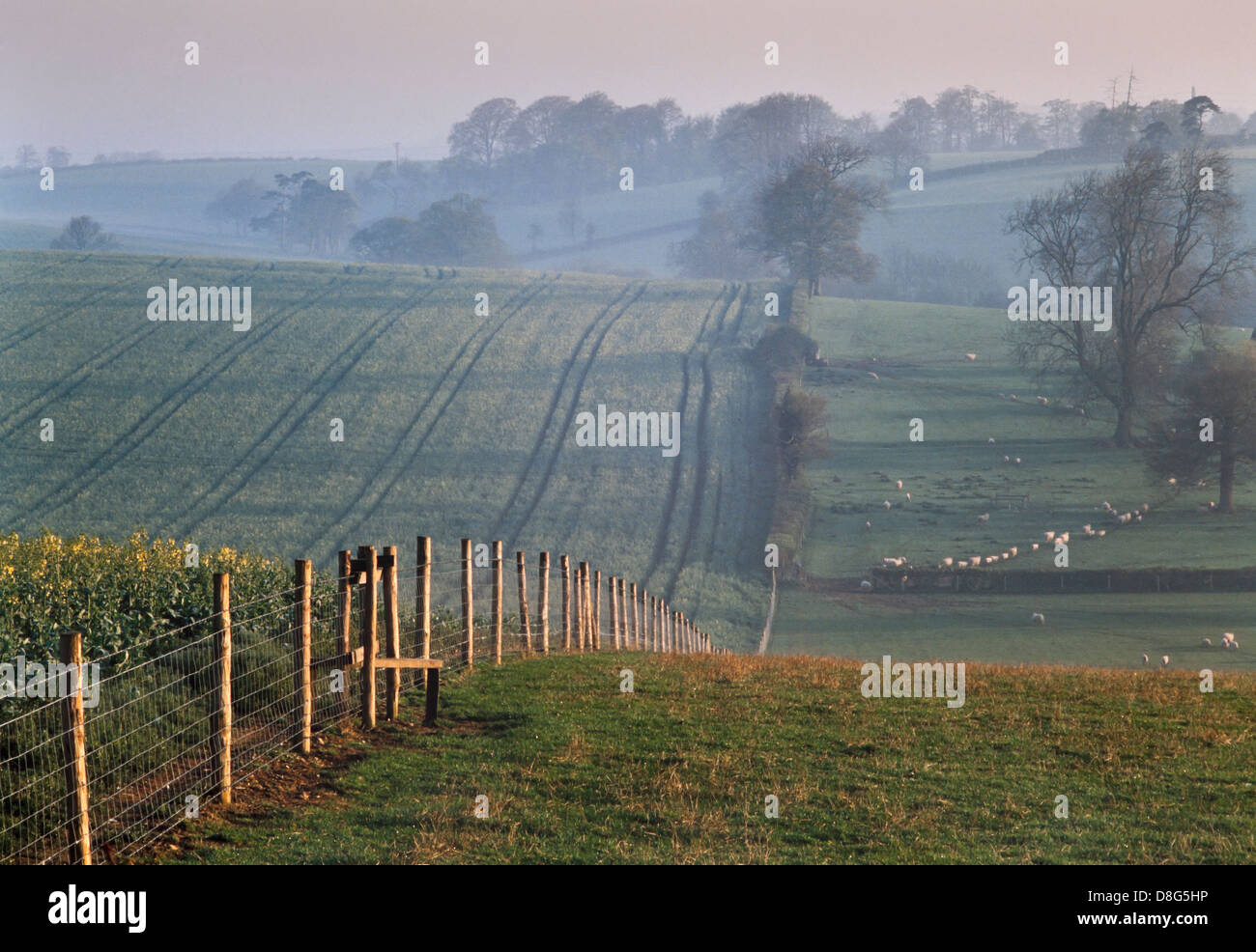 Farm fencing, sheep in far distance, evening misty light, Hertfordshire ...