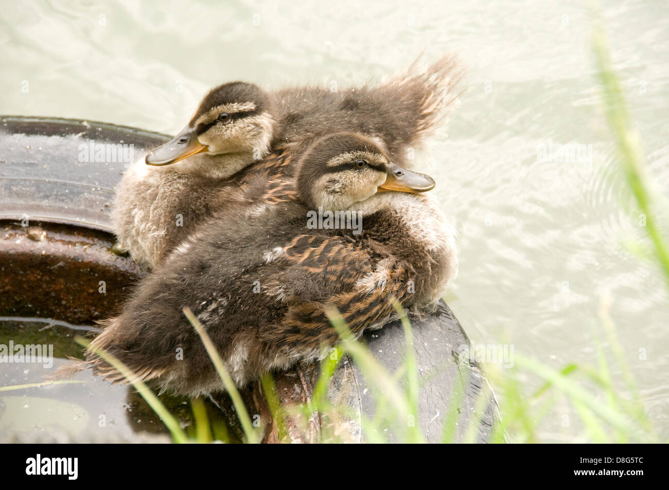 Two ducklings hi-res stock photography and images - Alamy