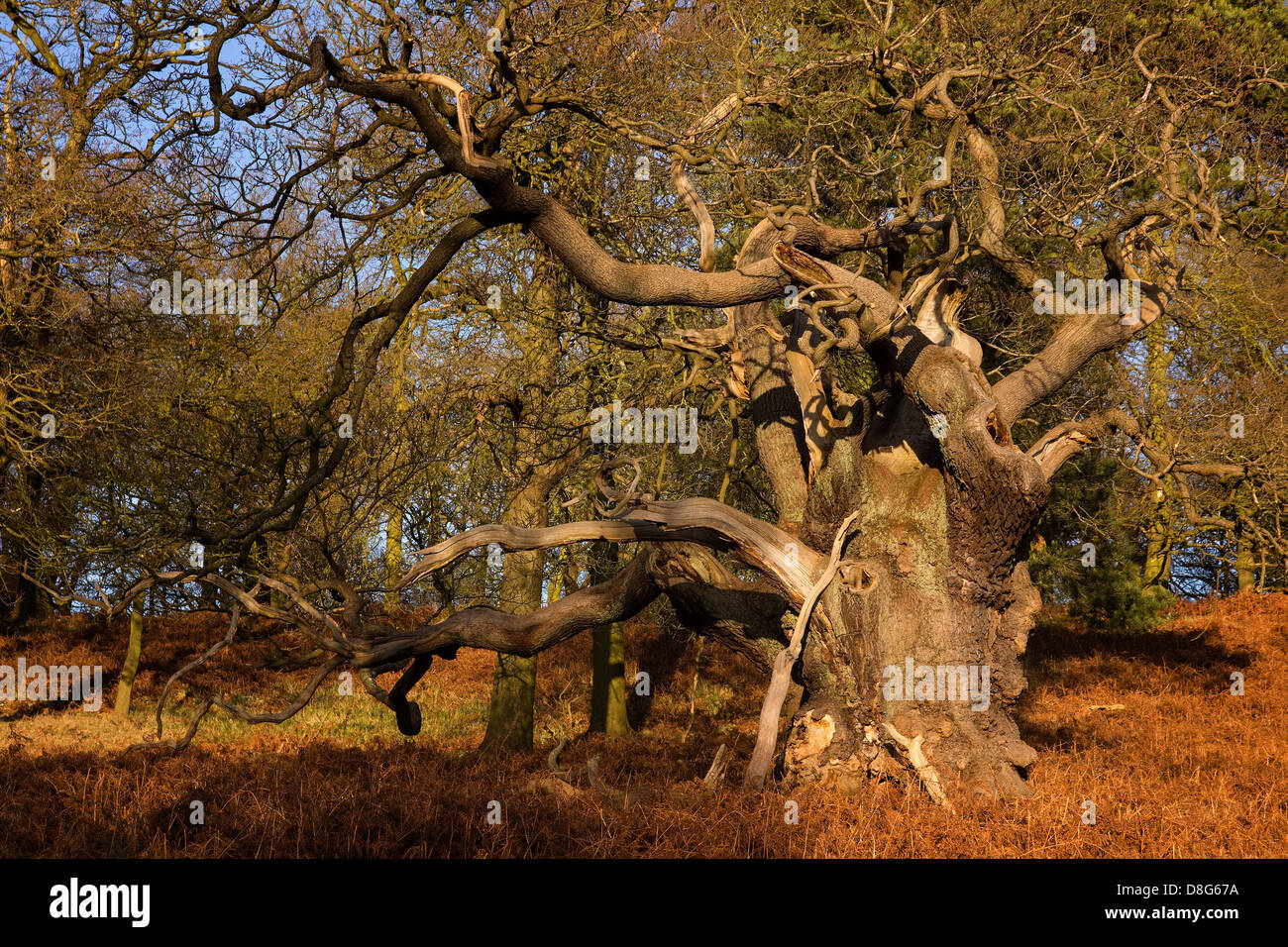 Old gnarled twisted English Oak Tree, Bradgate Park, Leicestershire ...