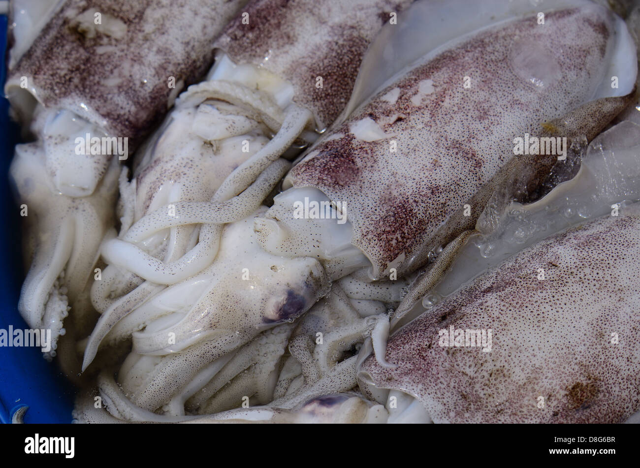 fresh Indian squid (Photololigo duvaucelii) at Thailand market Stock ...