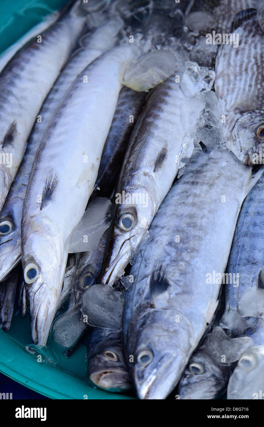 Fresh barracuda fish market hi-res stock photography and images - Alamy