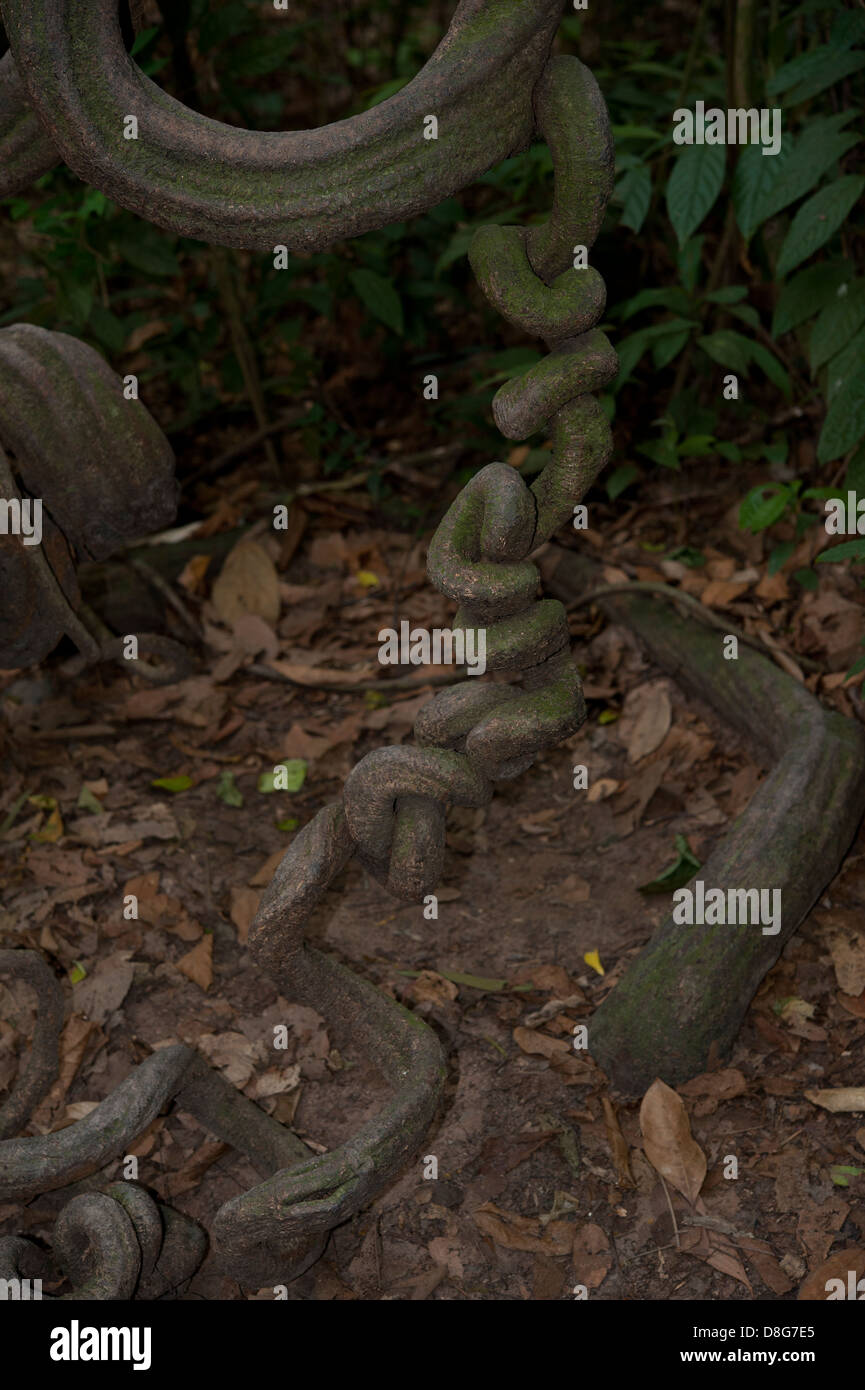 Curly tree roots, Vietnam, South East Asia Stock Photo - Alamy