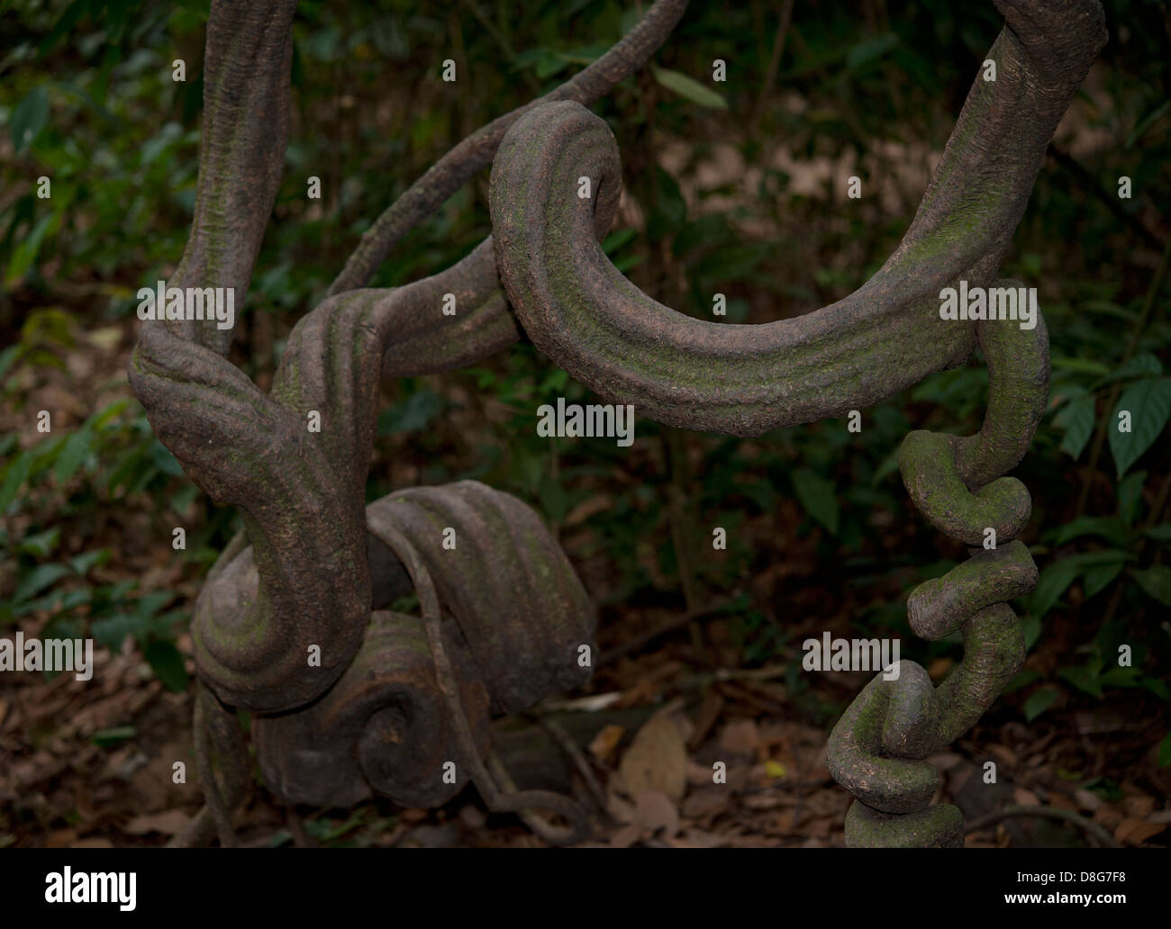 Curly tree roots, Vietnam, South East Asia Stock Photo - Alamy