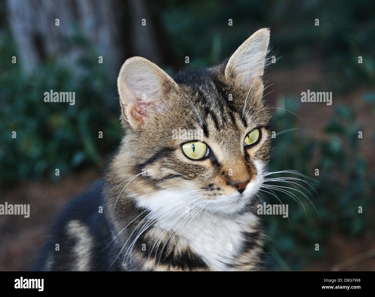 Young felines hi-res stock photography and images - Alamy